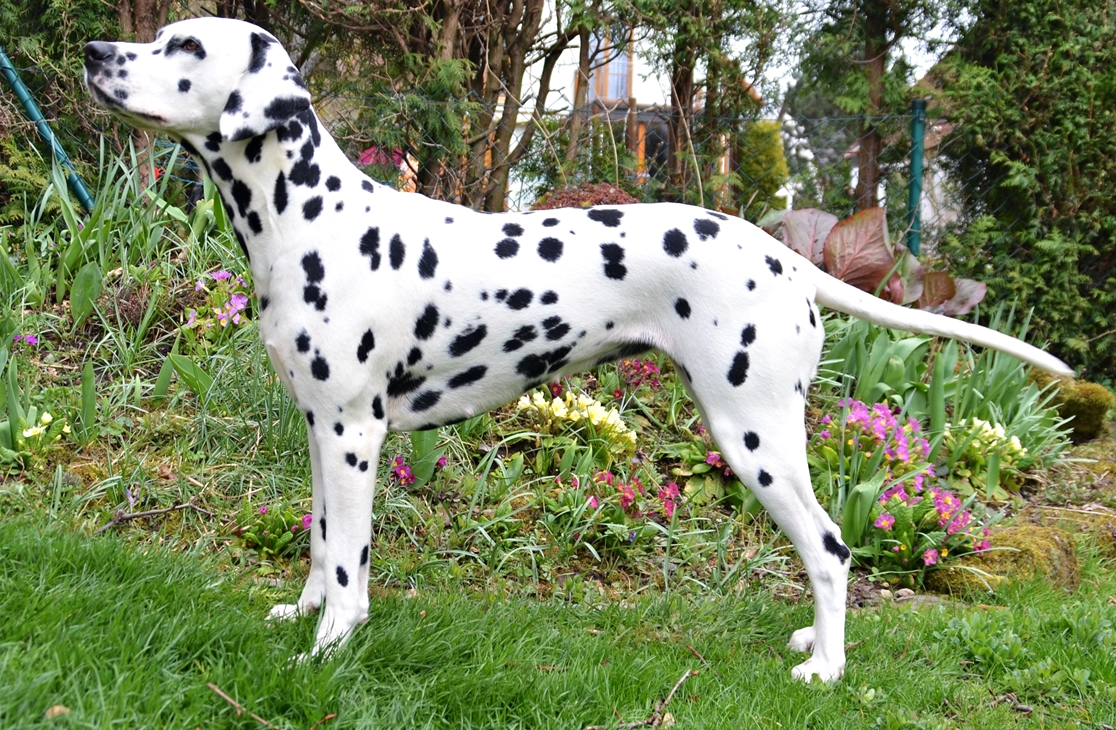 Kalina von Scheßlitz - Dalmatiner von Scheßlitz